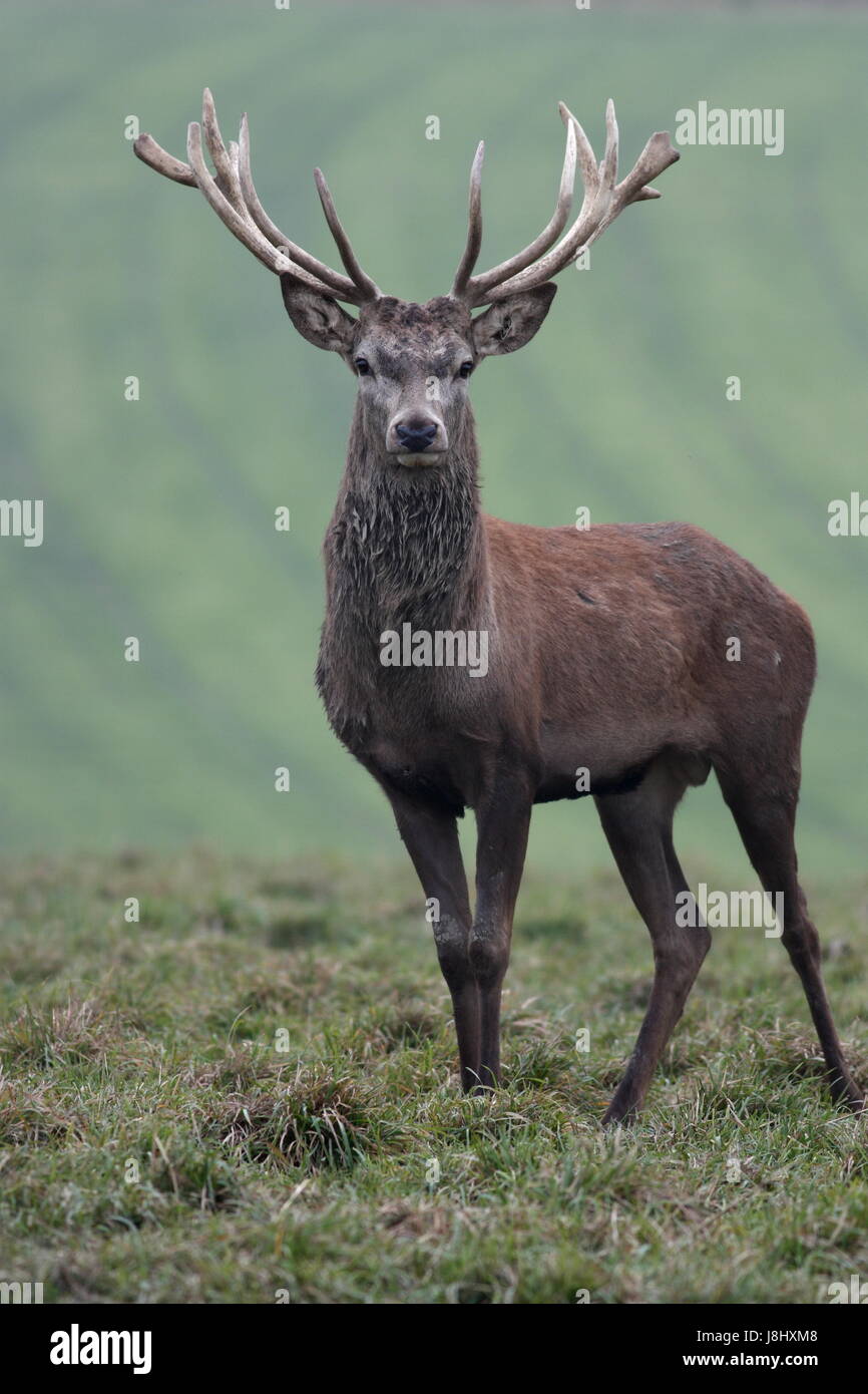 horns, deer, deer stag, ruminant, hart, stag, big, large, enormous ...