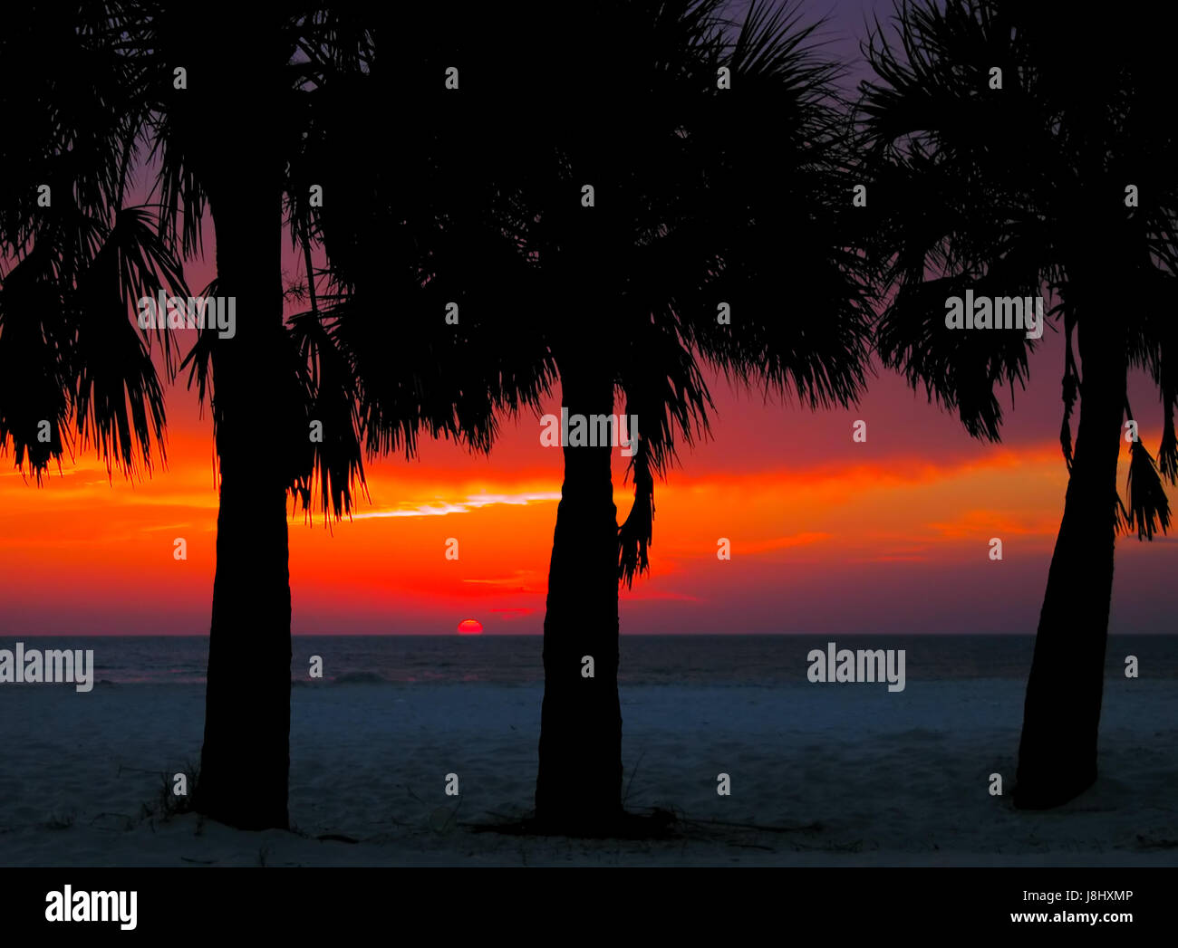 tree, trees, sunset, sunsets, palm, salt water, sea, ocean, water, tree ...