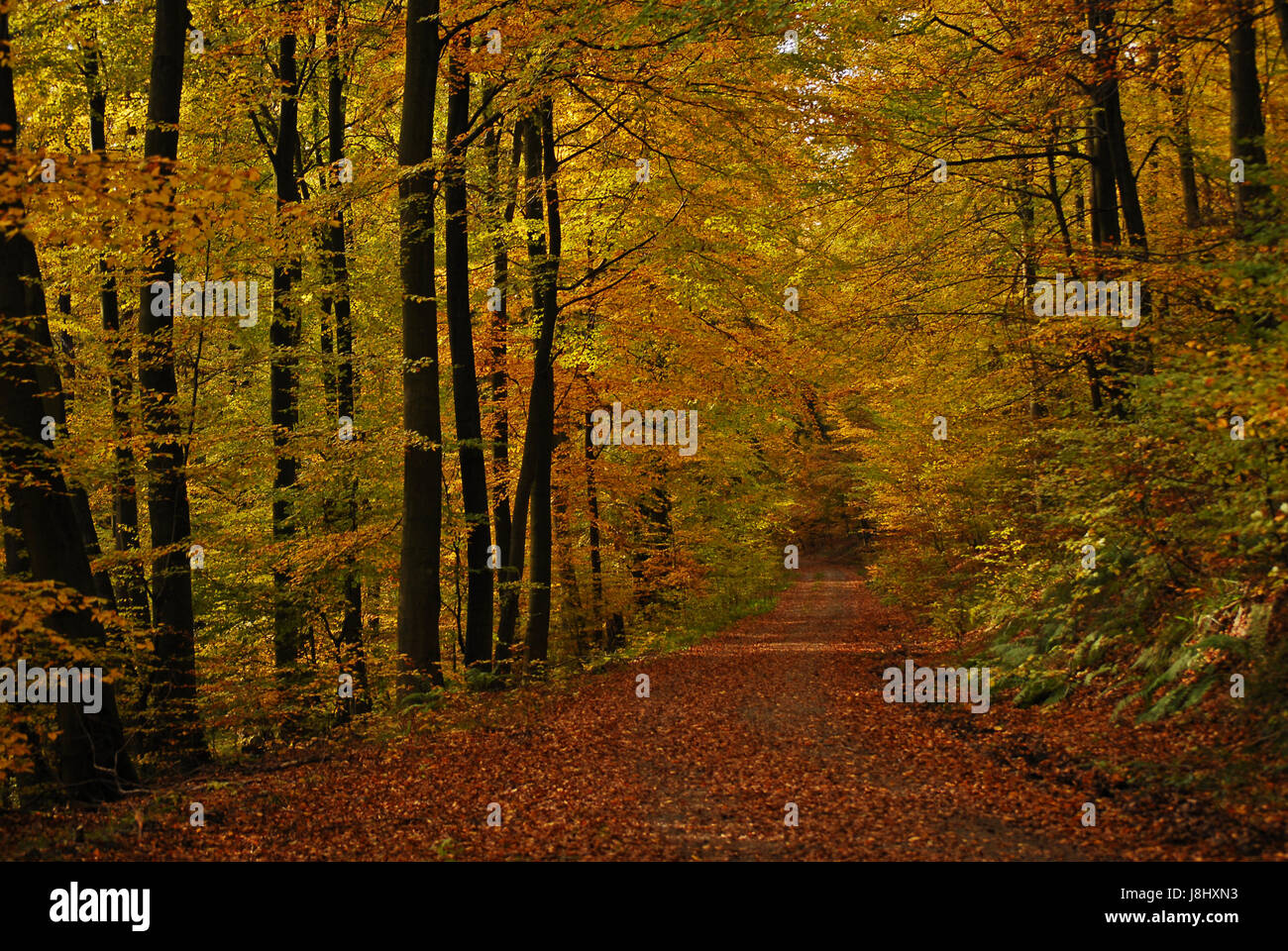 beech forest, path, fall, autumn, tree, trees, national park, trunk ...