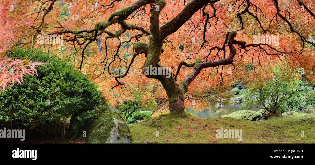 tree, garden, maple, japanese, growth, asian, old, parks, big, large ...