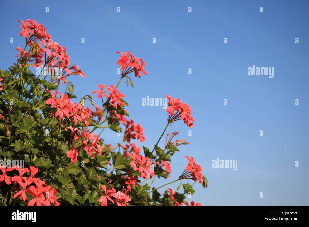 blue, bloom, blossom, flourish, flourishing, landscape format, firmament, sky Stock Photo - Alamy