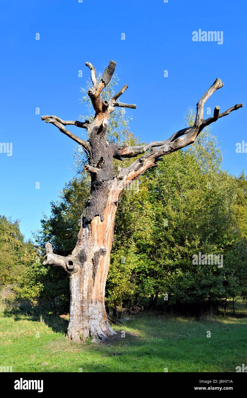 beautiful, beauteously, nice, environment, enviroment, death, tree ...