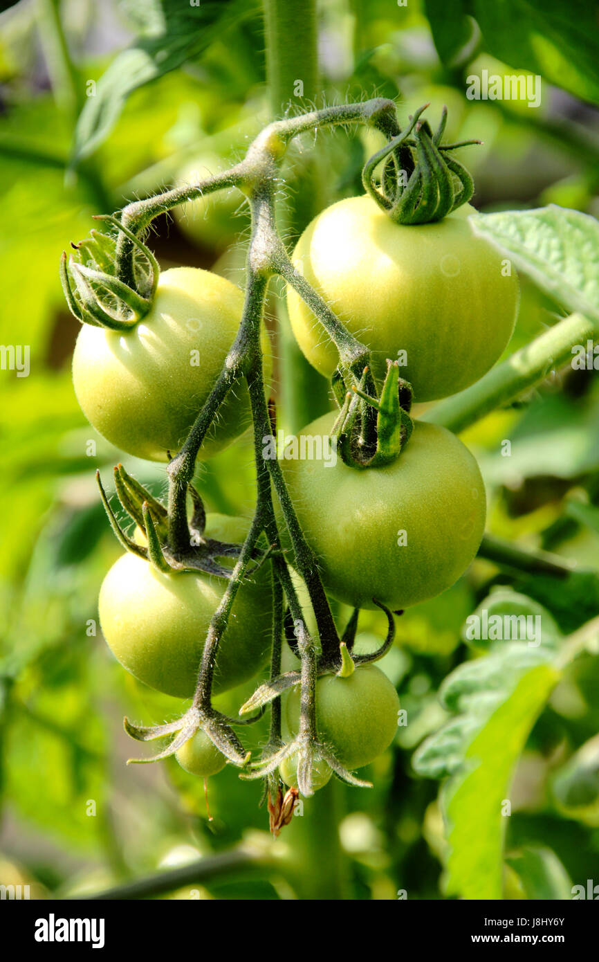 garden, shrub, vegetable, plant, gardens, tomato, healthy, food ...