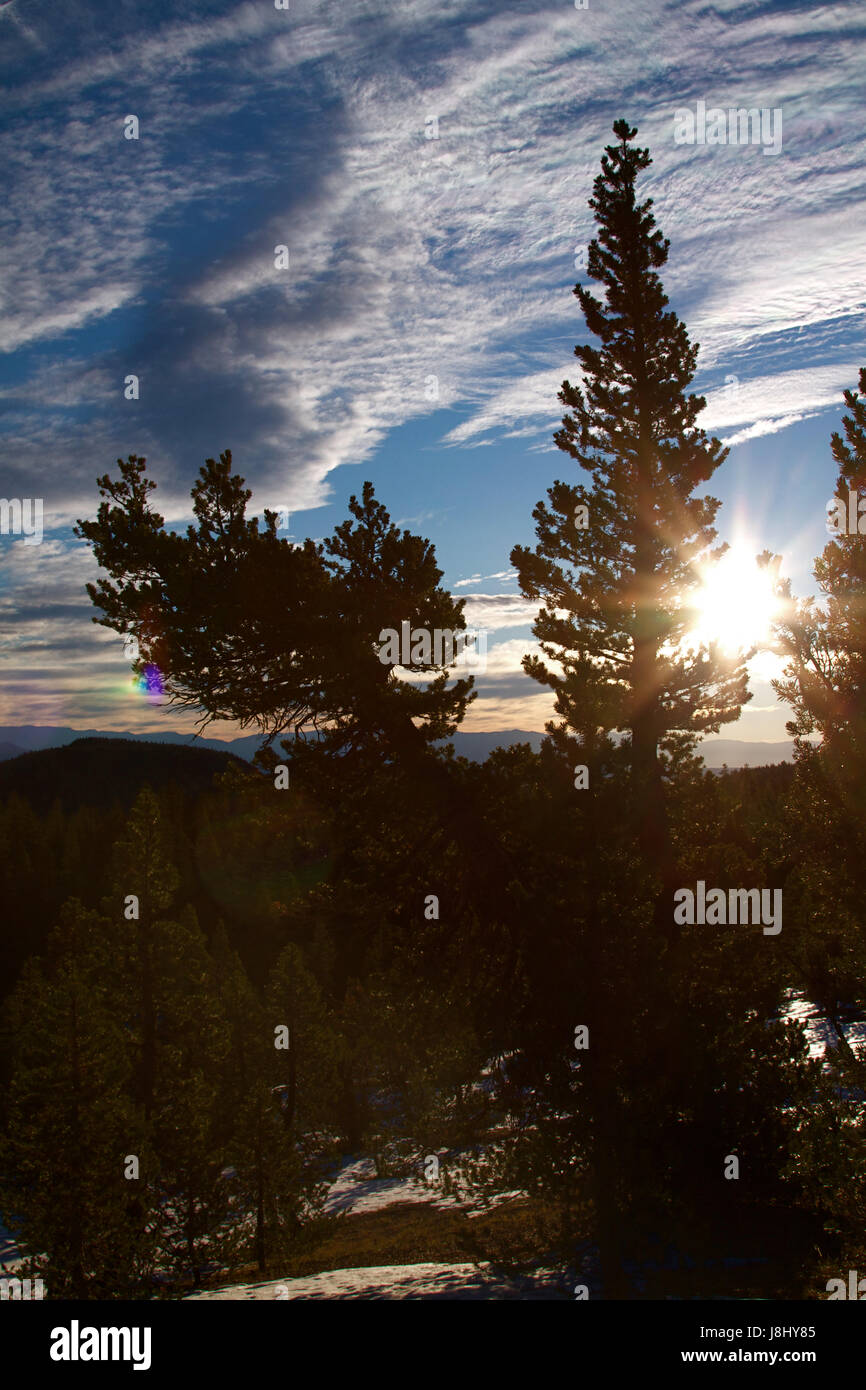 tree, trees, sunset, sunrise, dawn, mammoth, mountain, forest, nature ...