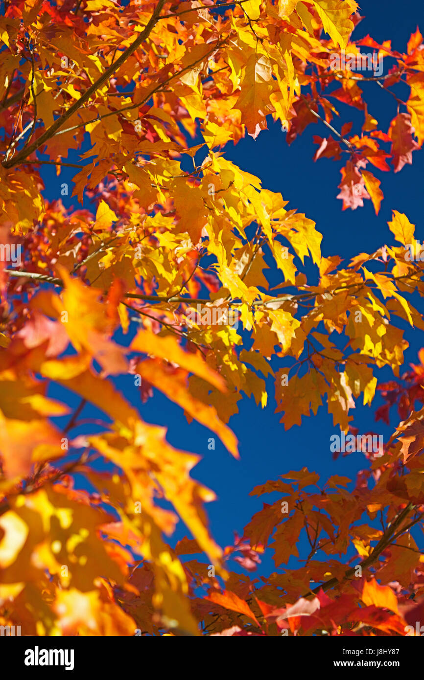leaf, golden, season, orange, colors, colours, yellow, fall, autumn ...