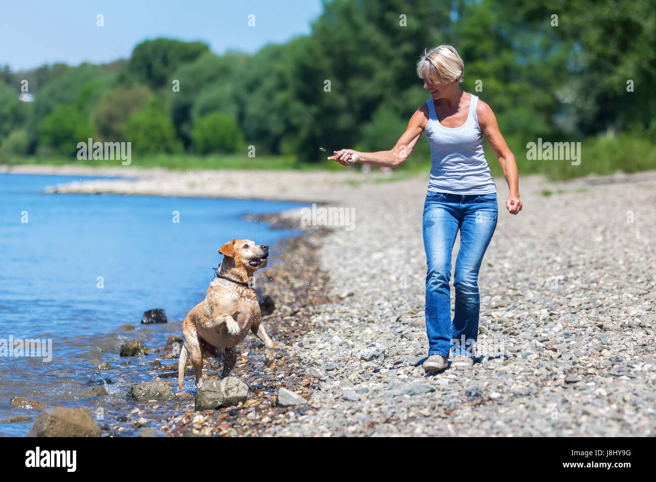 mature woman plays with a Labrador Retriever dog at riverbanks Stock ...