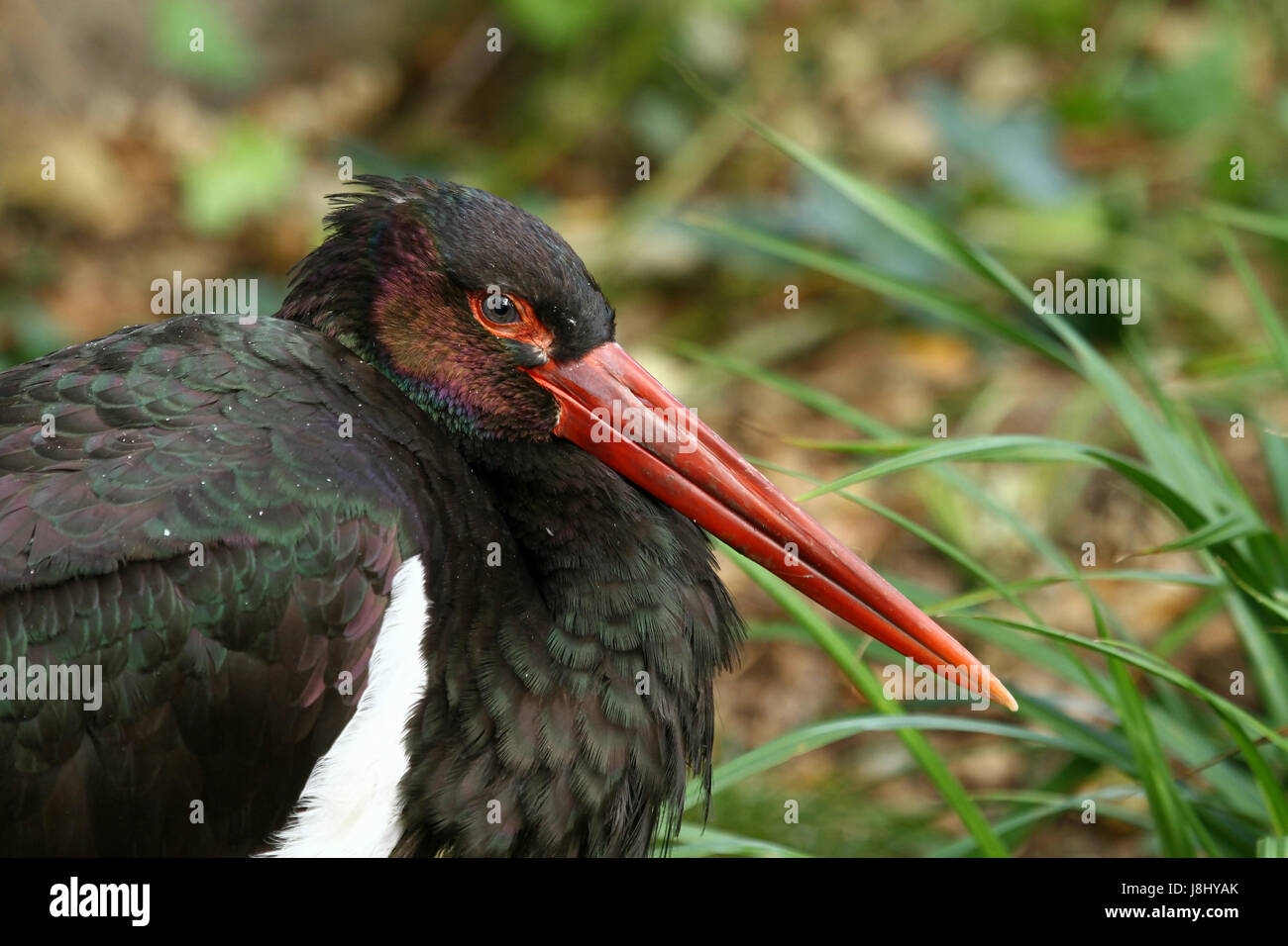 black stork portrait Stock Photo - Alamy