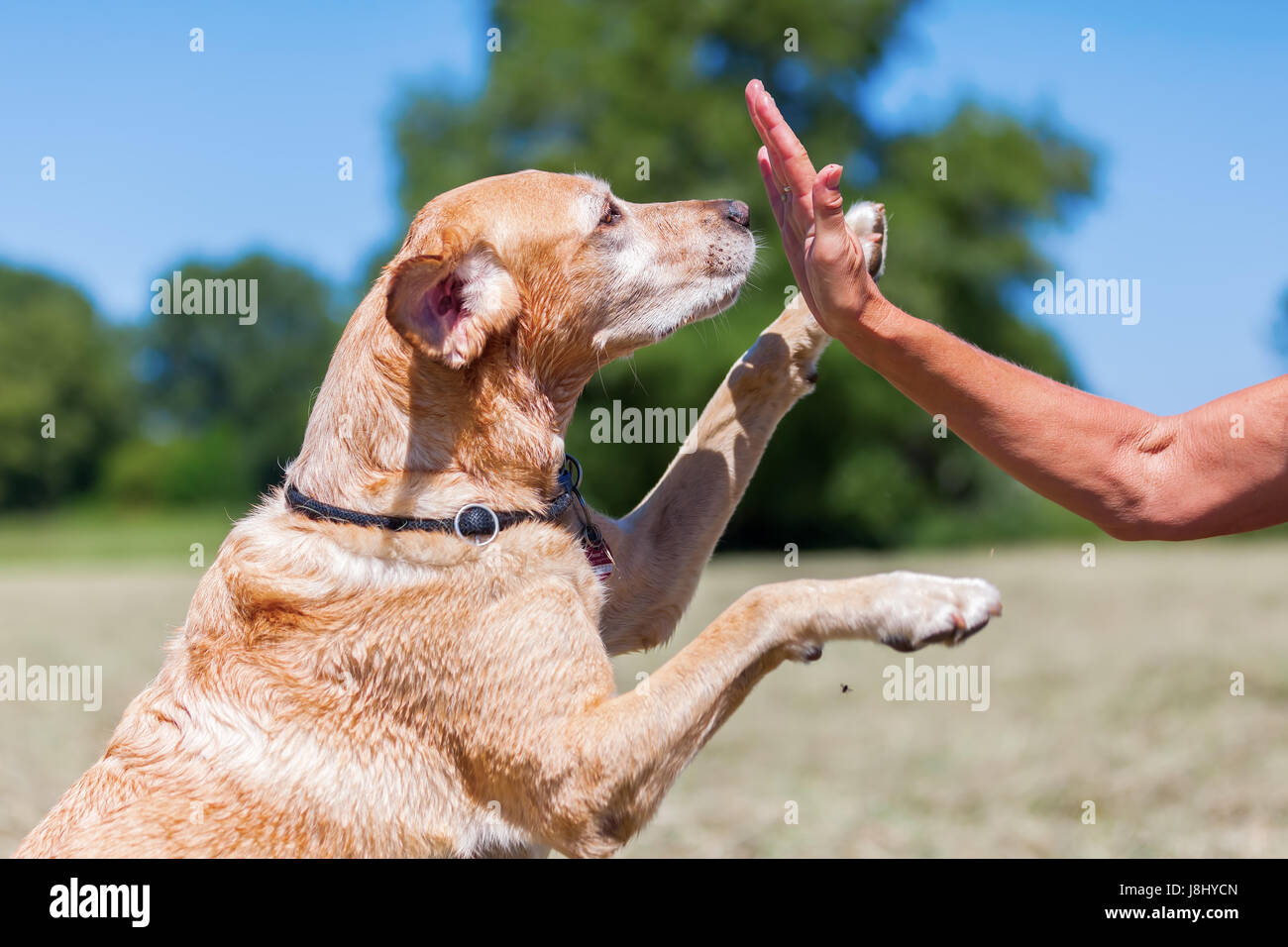Labrador Retriever makes High Five with a woman's hand Stock Photo - Alamy