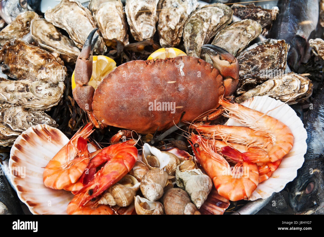 shrimp, snail, escargots, crab, shrimps, oysters, oyster, shrimp, snail ...