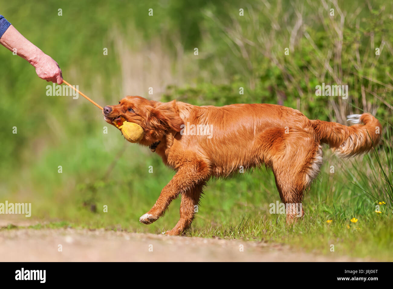 Nova Scotia Duck Tolling Retriever pulling at a toy outdoors Stock ...