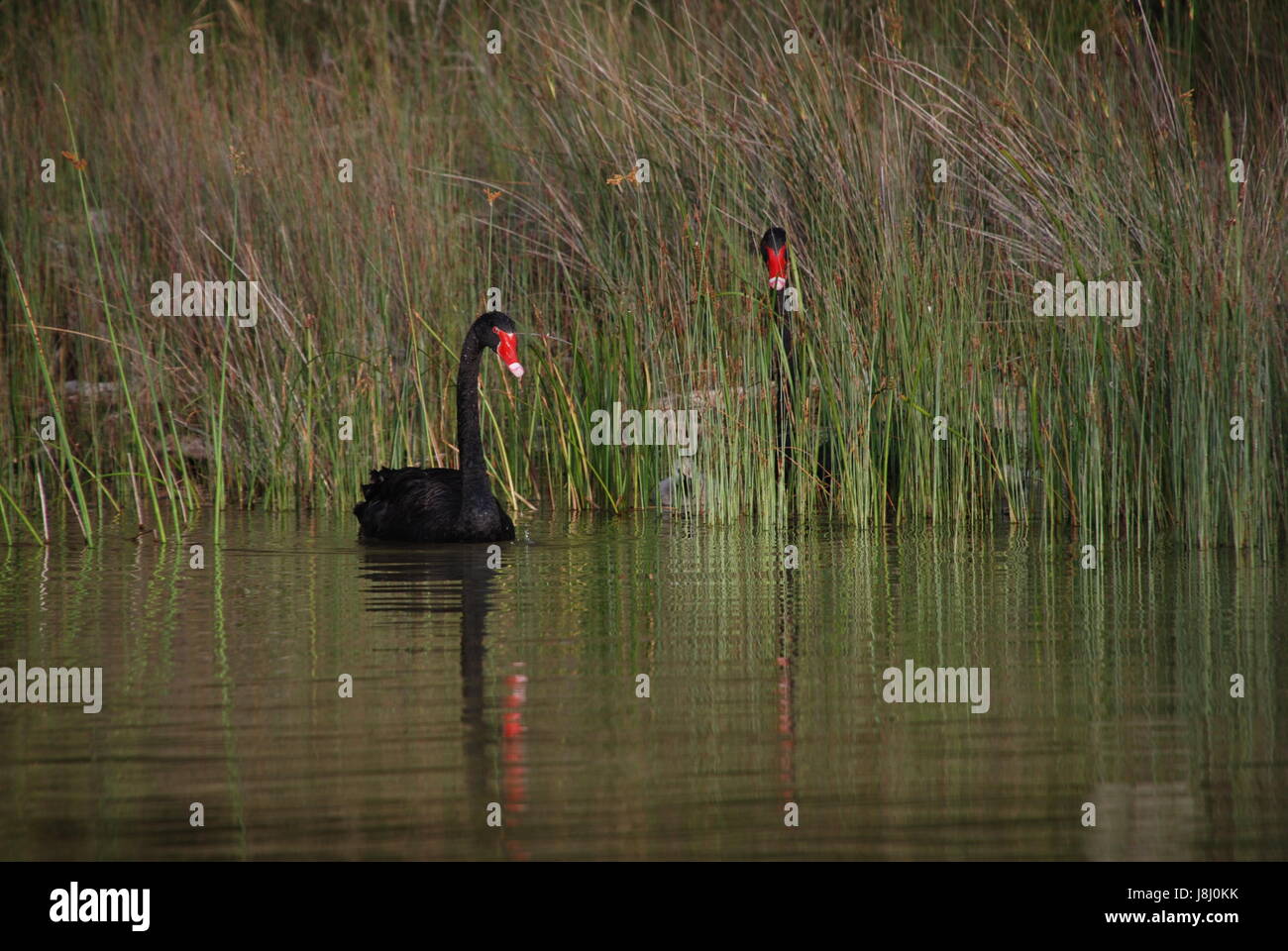 national park, swans, black, swarthy, jetblack, deep black, swan ...