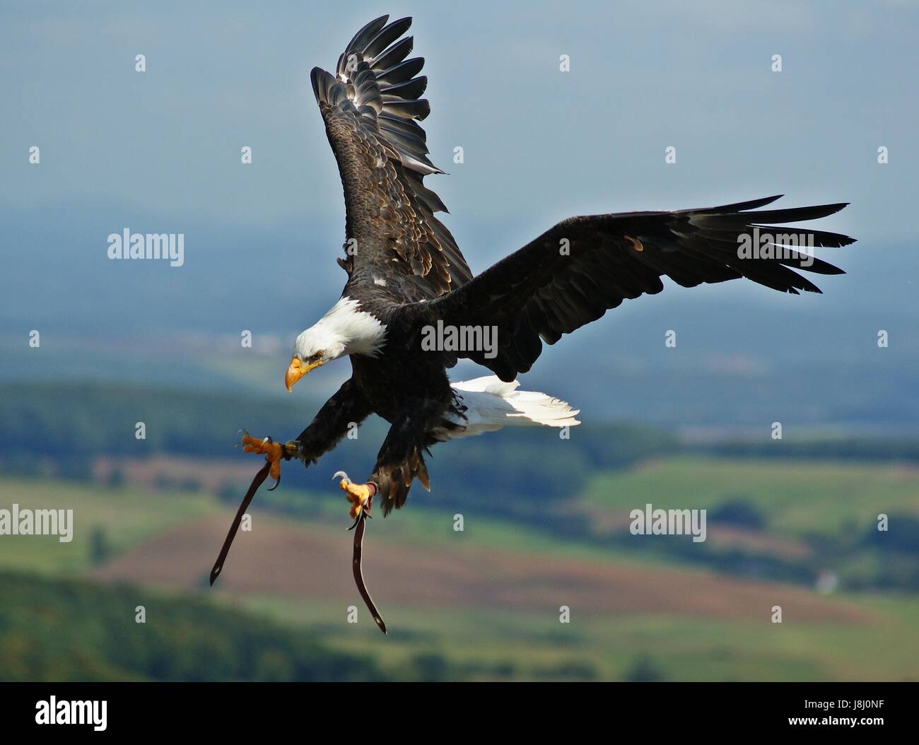 bird, birds, zoo, birds of prey, raptor, eagle, falconry, raptor, pfalz ...