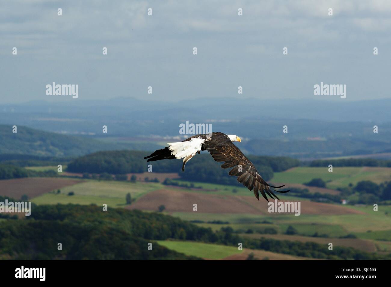 raptor, eagle, pfalz, wildlife park, bird, birds, birds of prey, raptor ...