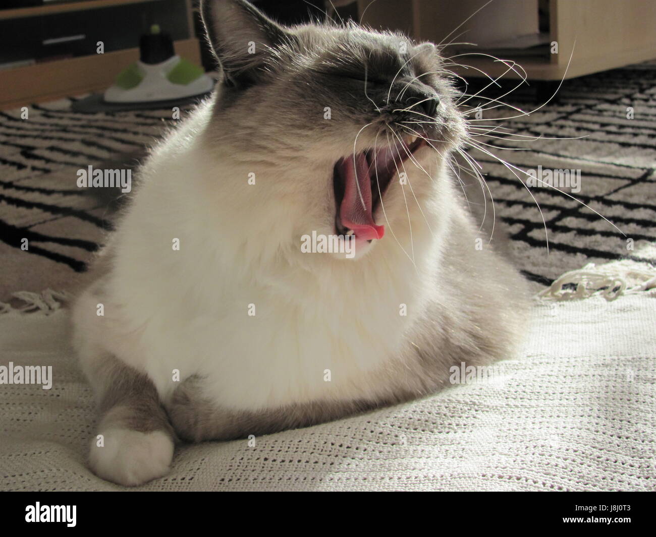 Animal pet animals cats pussycat hi-res stock photography and images ...