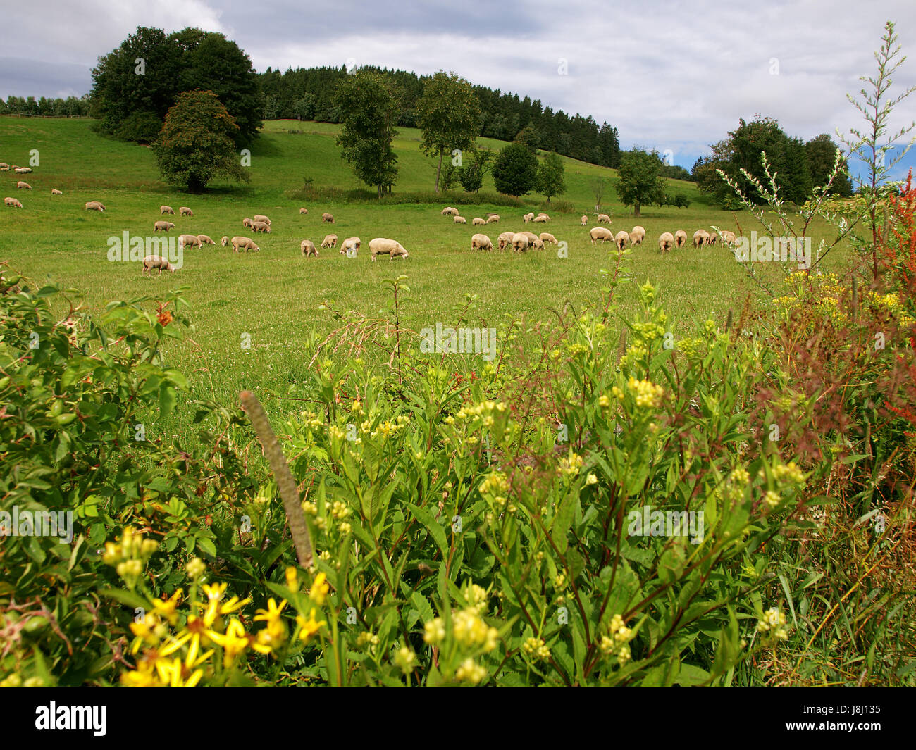 sheep, wool, ecological, meadow, many, animal, agriculture, farming ...