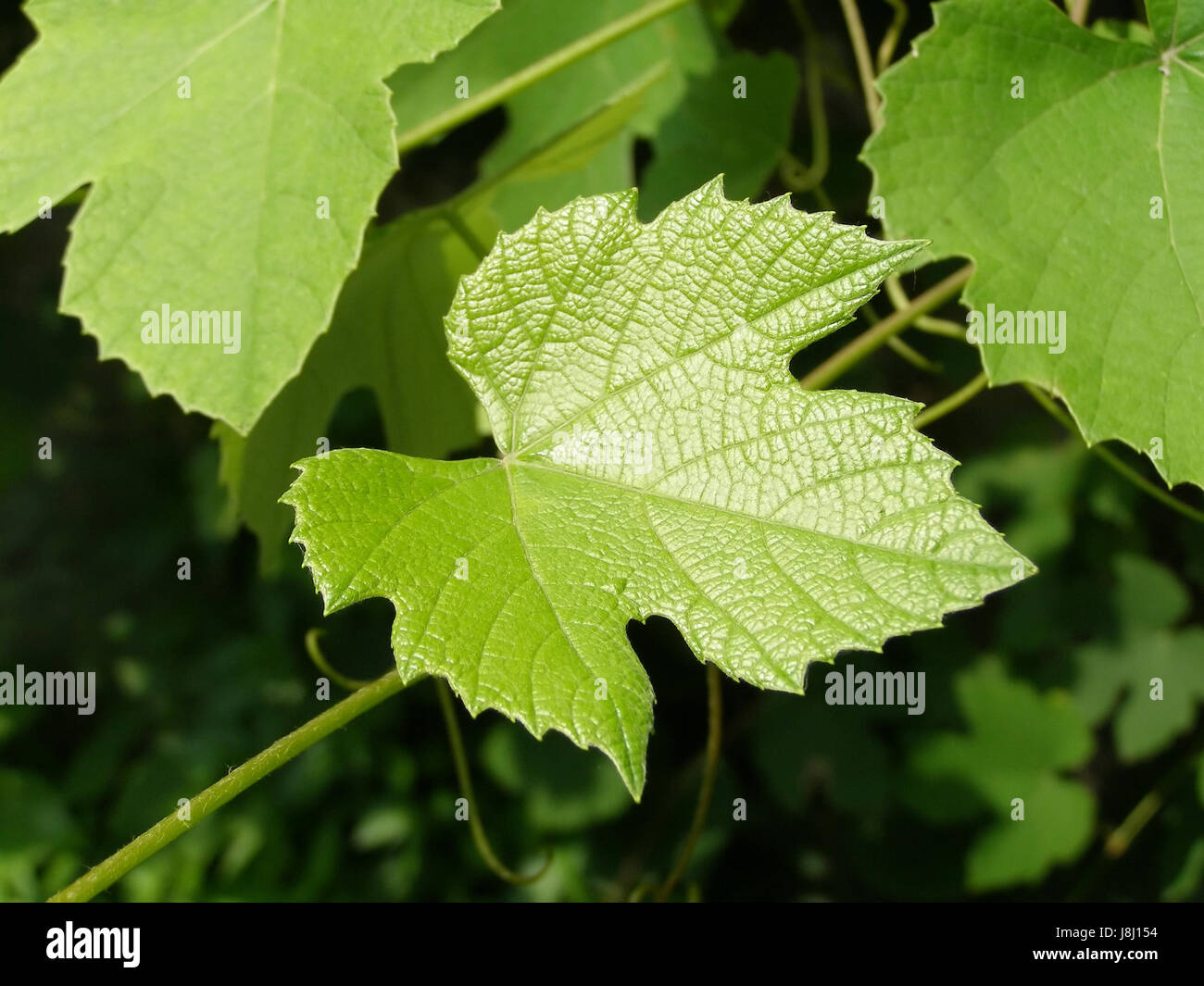 agriculture, farming, wine, viticulture, climber, vine, grape vine ...
