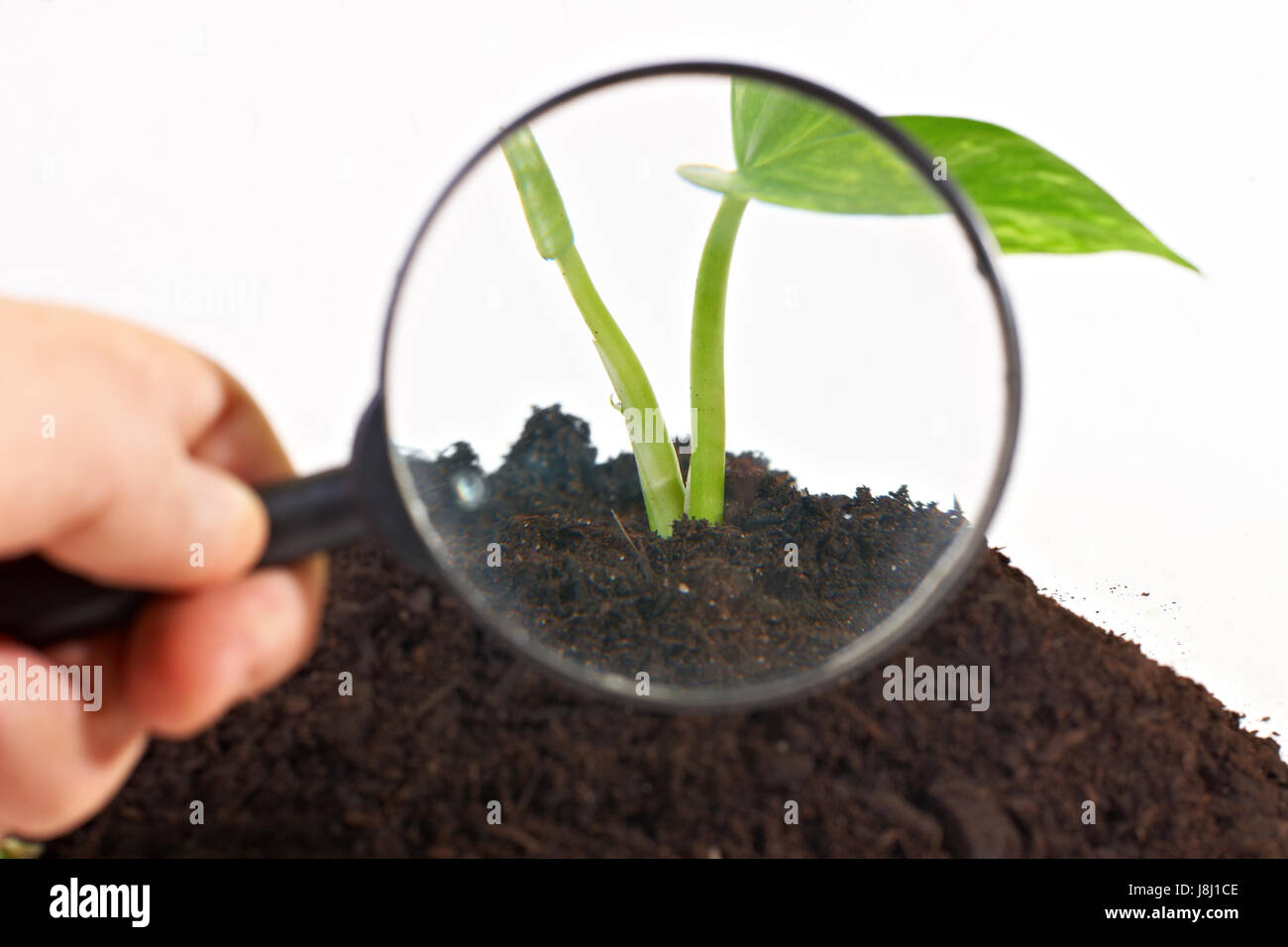 ground, soil, earth, humus, botany, ecology, growth, seedling ...