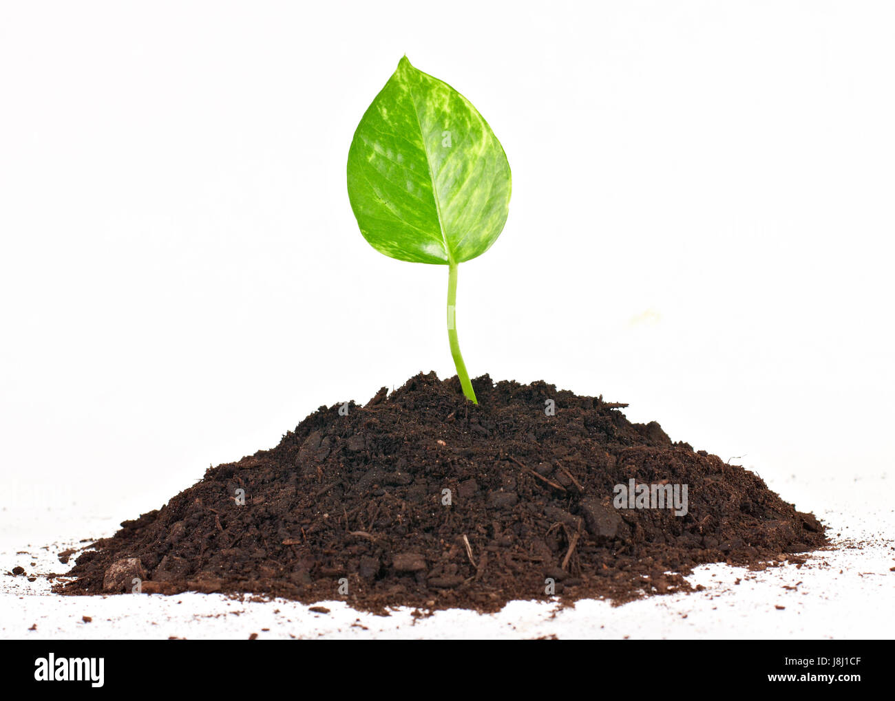 ground, soil, earth, humus, botany, ecology, growth, seedling ...