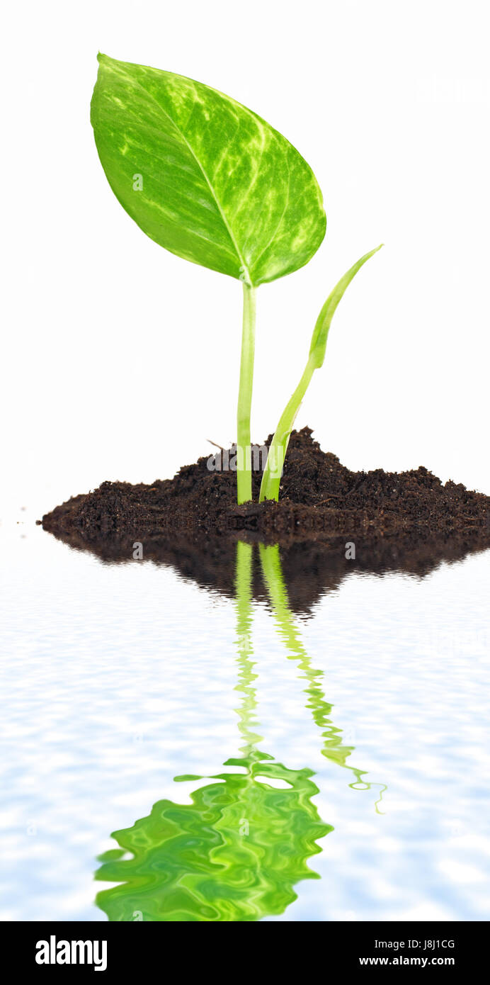 ground, soil, earth, humus, botany, ecology, growth, seedling ...