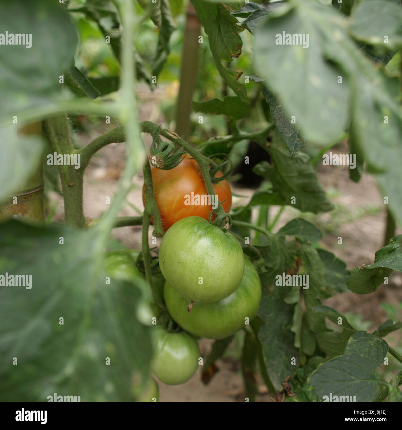 food, aliment, garden, vegetable, tomato, vegetables, horticultural ...