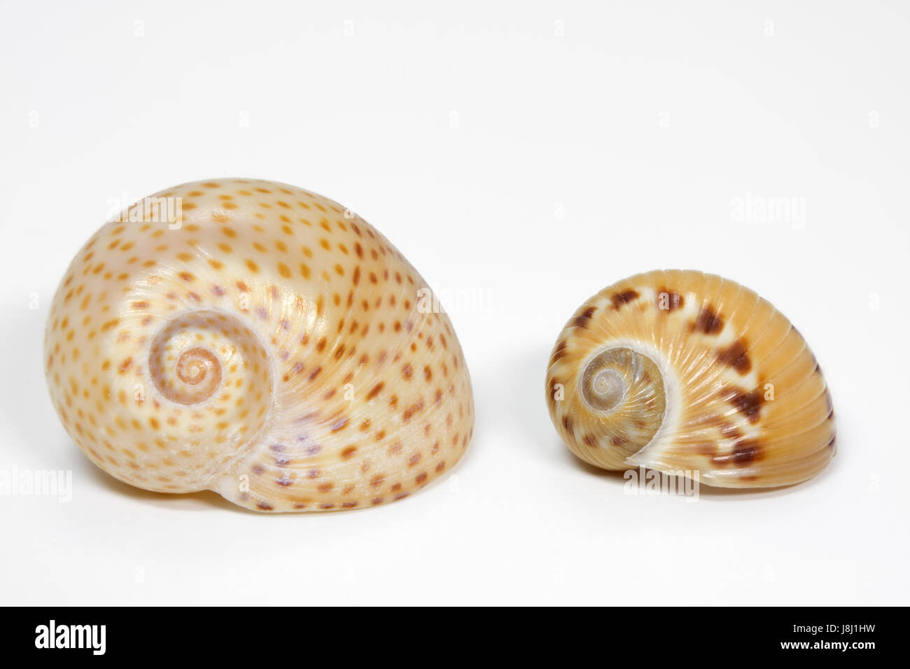 sea snails on a white background Stock Photo - Alamy