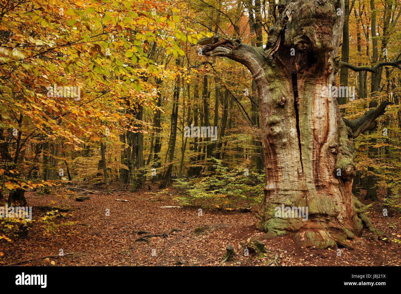 book, virgin forest, oak, deciduous forest, beech, book, tree, national ...
