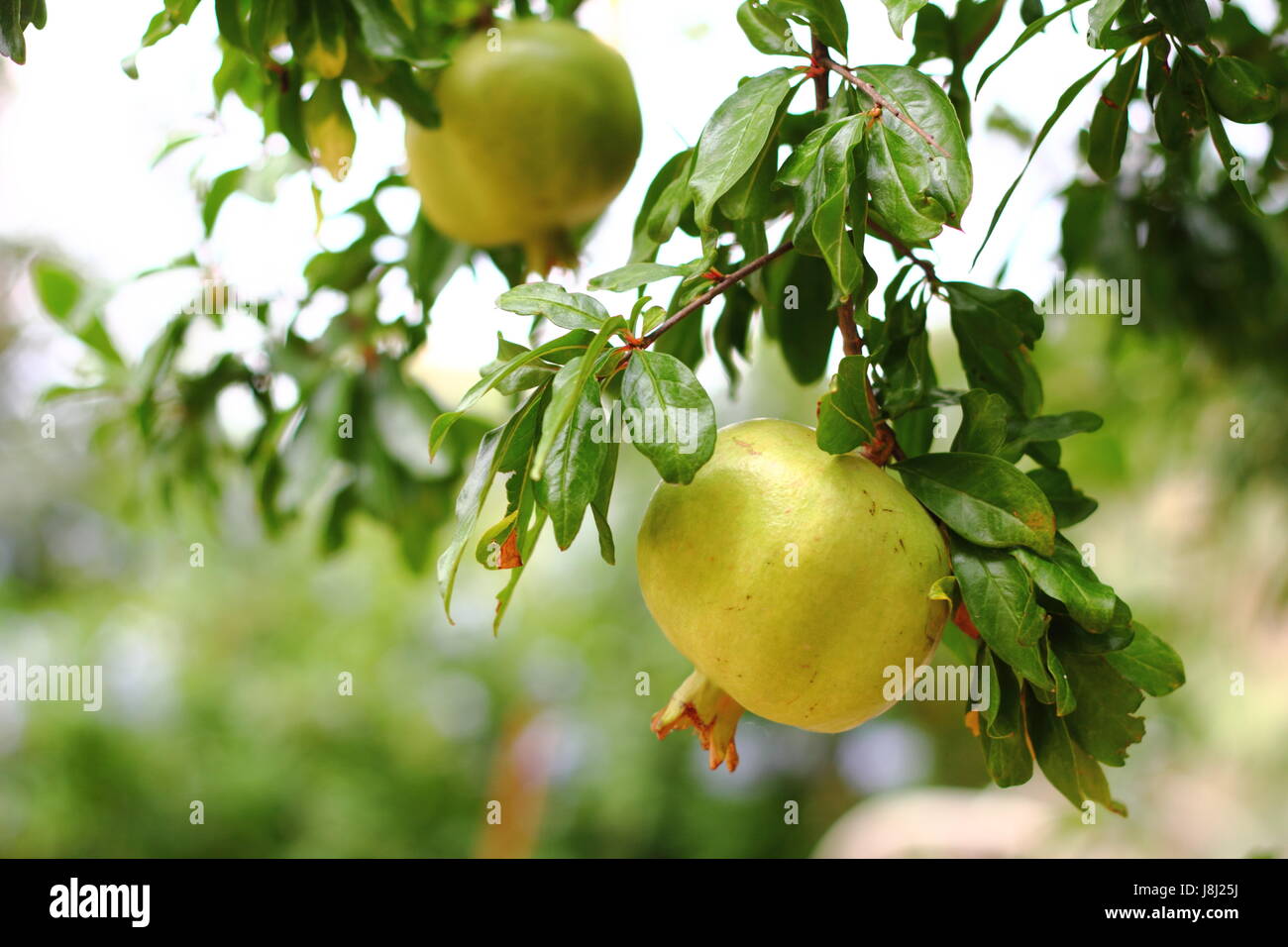 Granatapfelbaum hi-res stock photography and images - Alamy