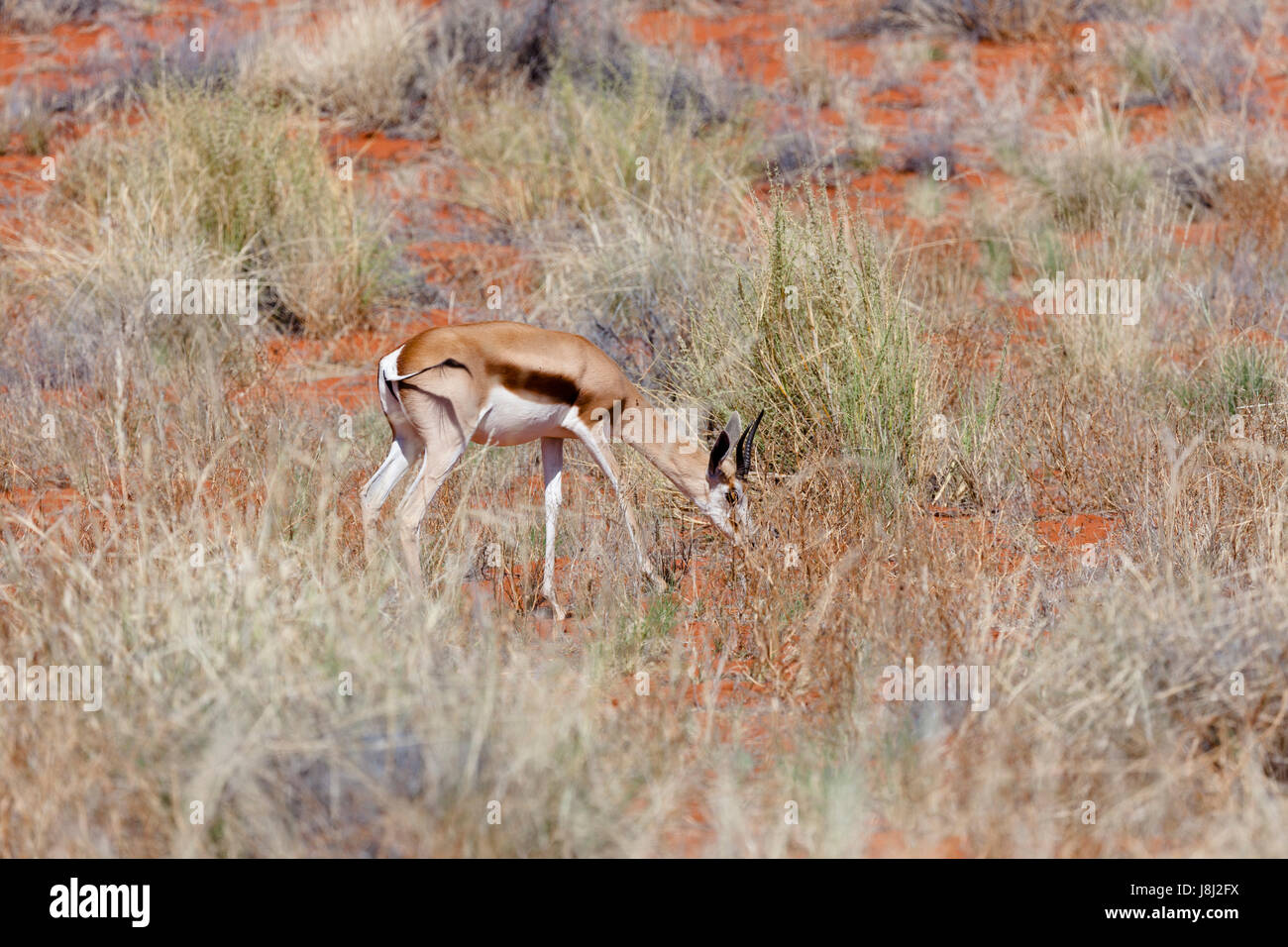springboks in namibrand national park Stock Photo - Alamy