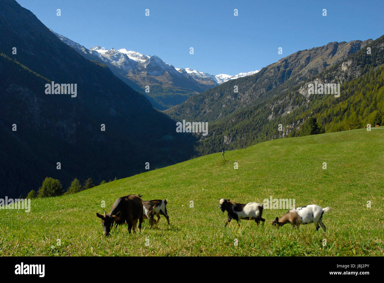 goats on a mountain pasture in stallwies Stock Photo - Alamy