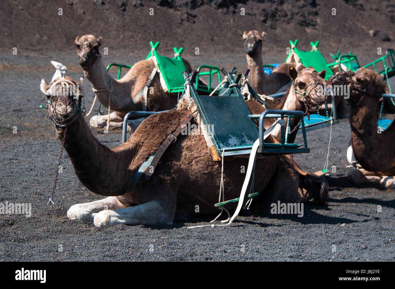 travel, desert, wasteland, tourism, camel, islands, dromedary, nature ...