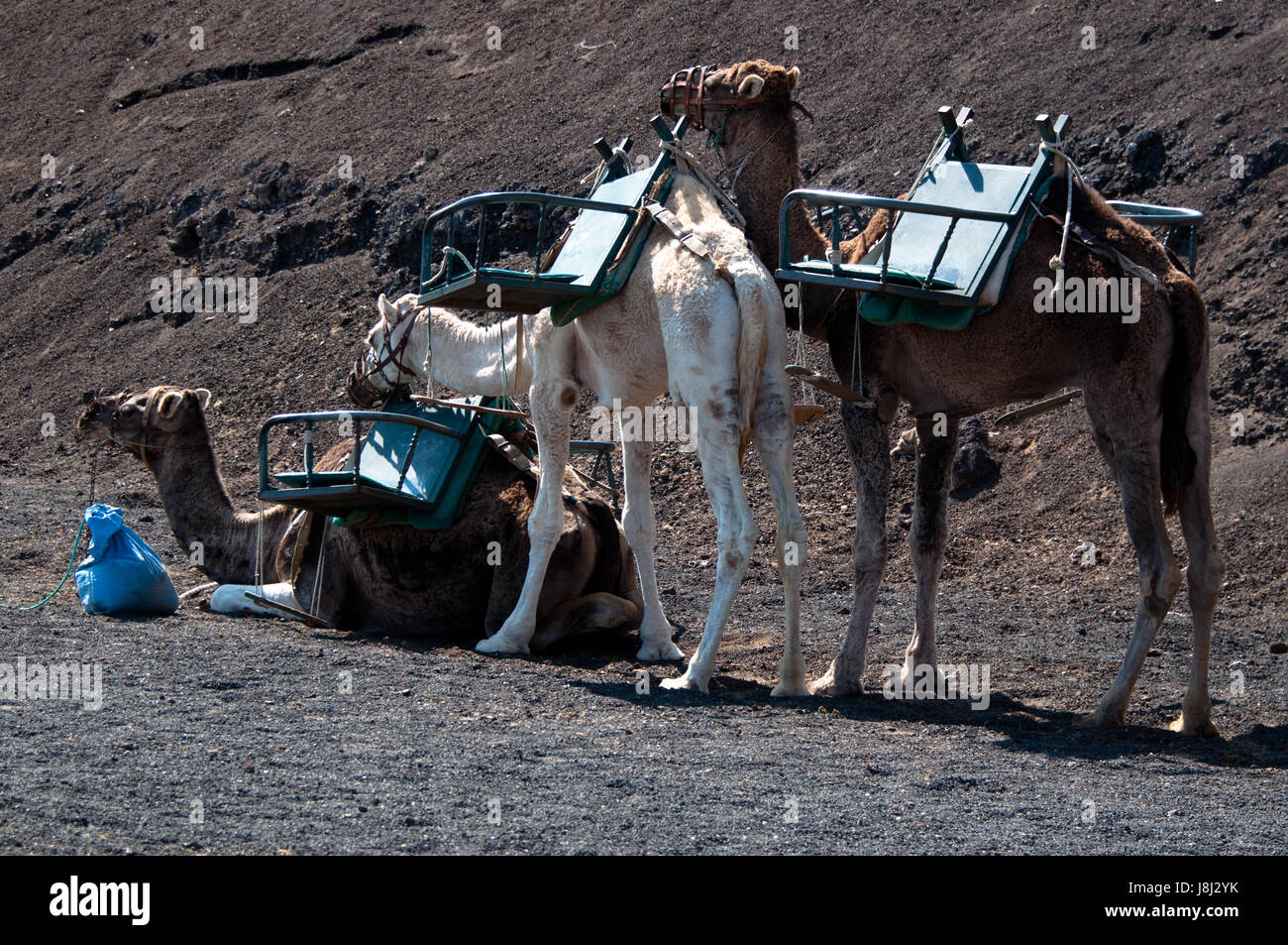travel, desert, wasteland, tourism, camel, islands, dromedary, nature ...