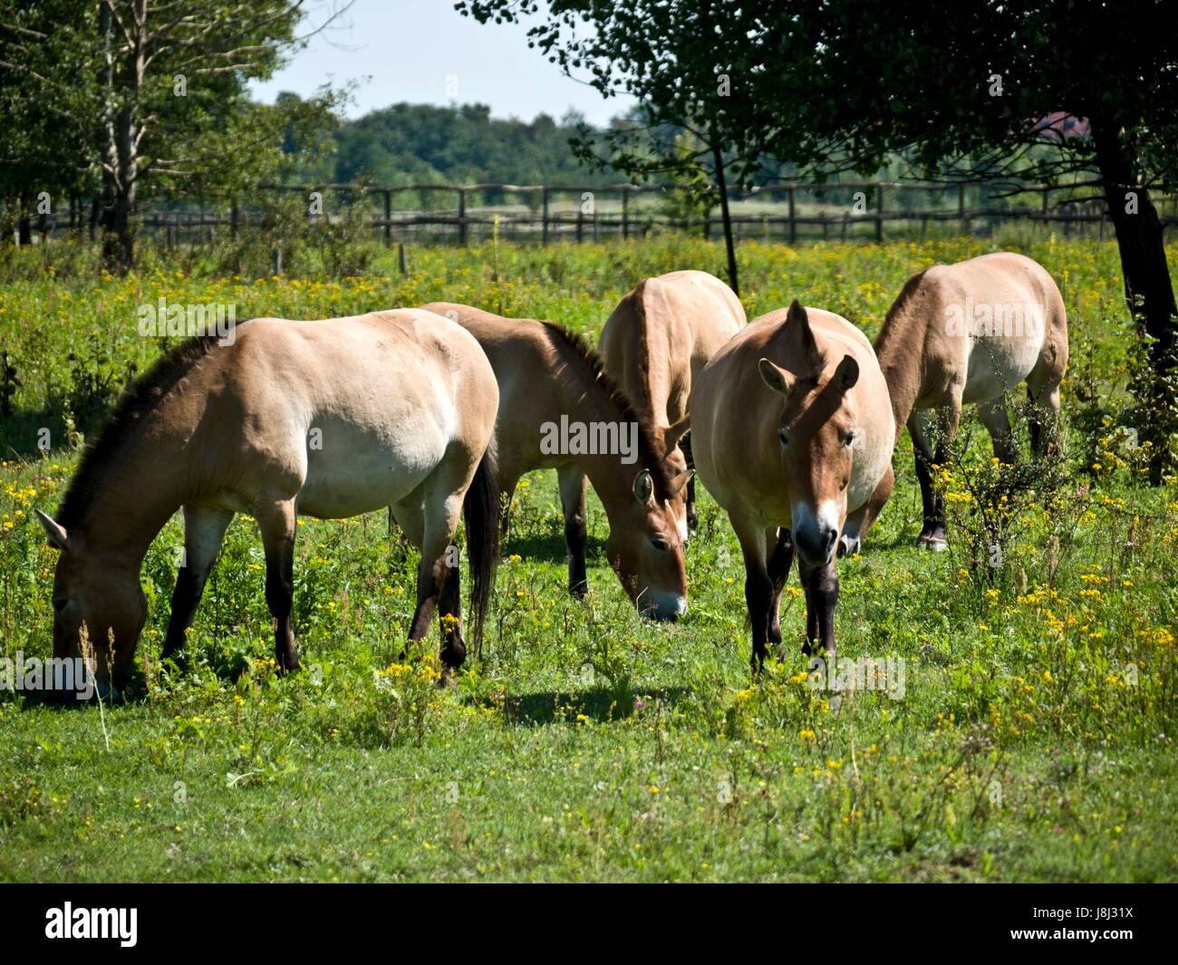 horse, animal, mammal, quadruped, asiatic, creature, vertebrate, wild ...