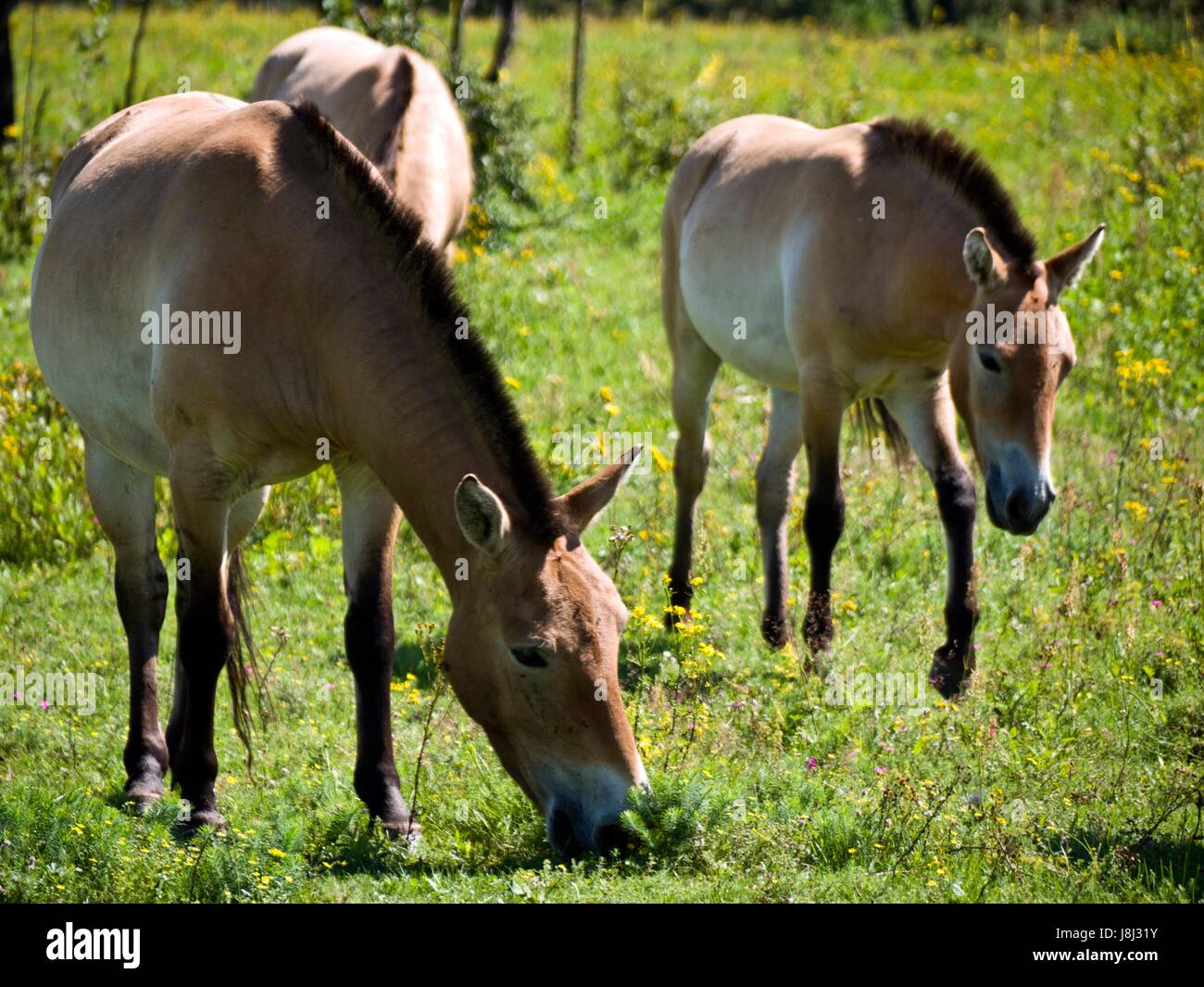 horse, animal, mammal, quadruped, asiatic, creature, vertebrate, wild ...