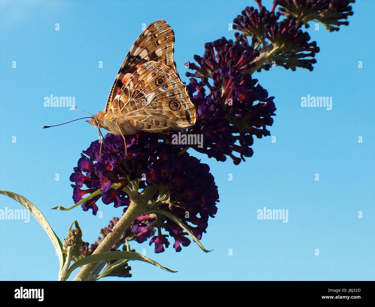 insect, butterfly, summer, summerly, moth, lilac, park, garden, insect ...