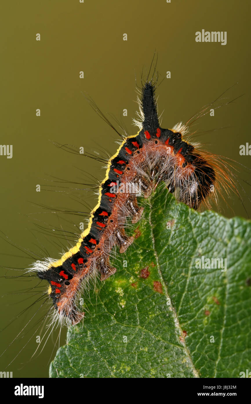 butterfly, moth, caterpillar, larva, butterfly, moth, caterpillar ...