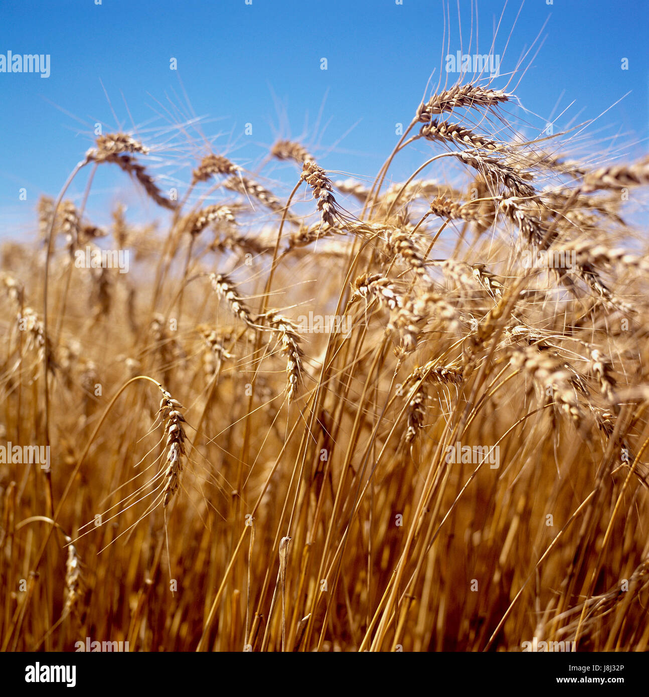 machinery, agriculture, farming, field, wheat, corn, crops, harvesting ...