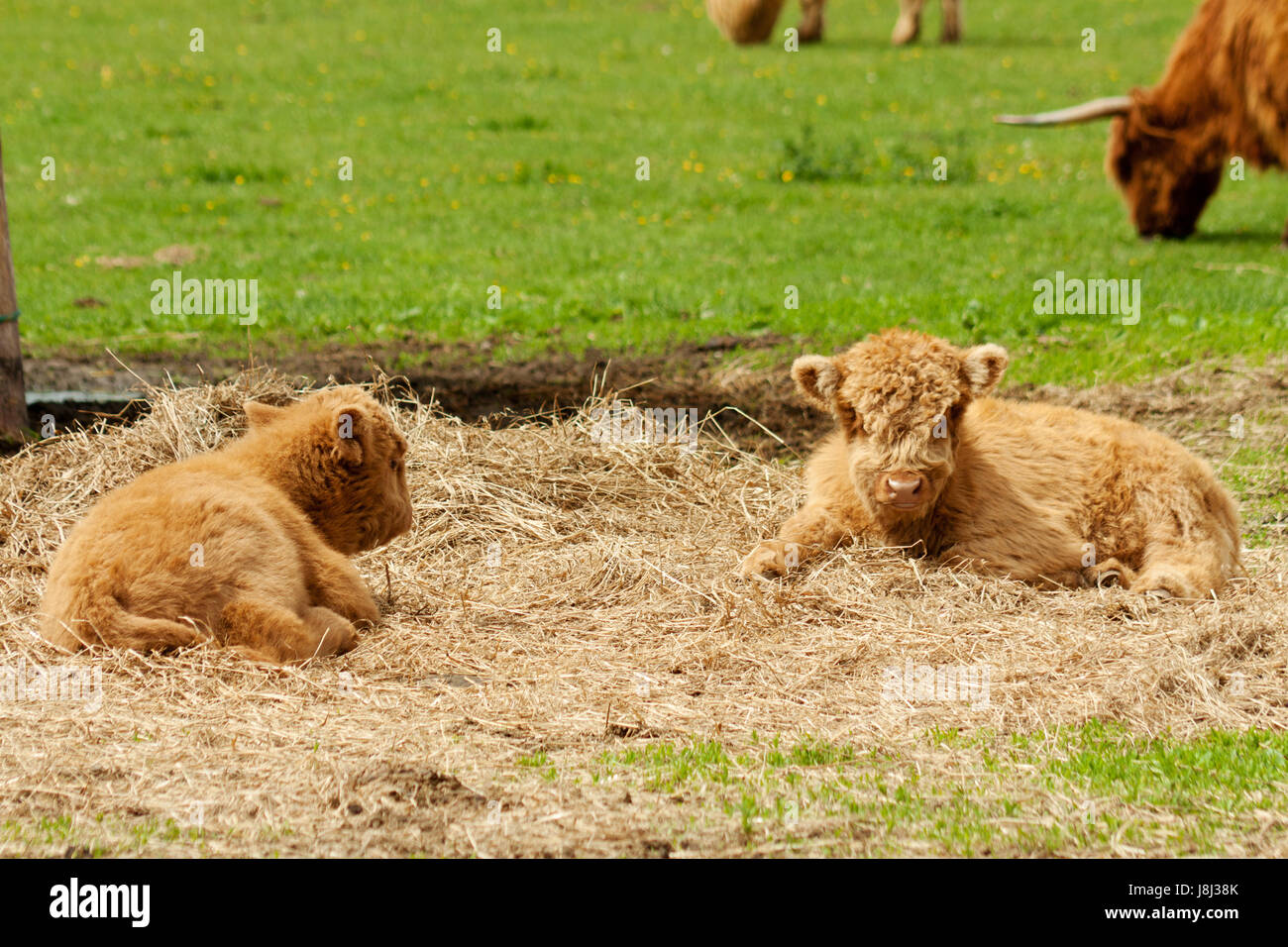cornets, cow, cattle, calf, animals, pets, skin, brandenburg, offspring ...