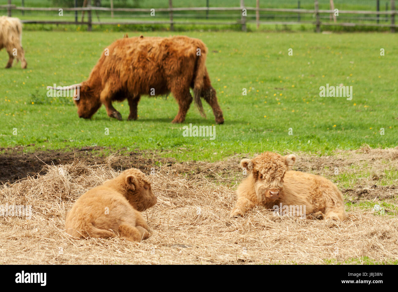 cornets, cow, cattle, calf, animals, pets, skin, brandenburg, offspring ...