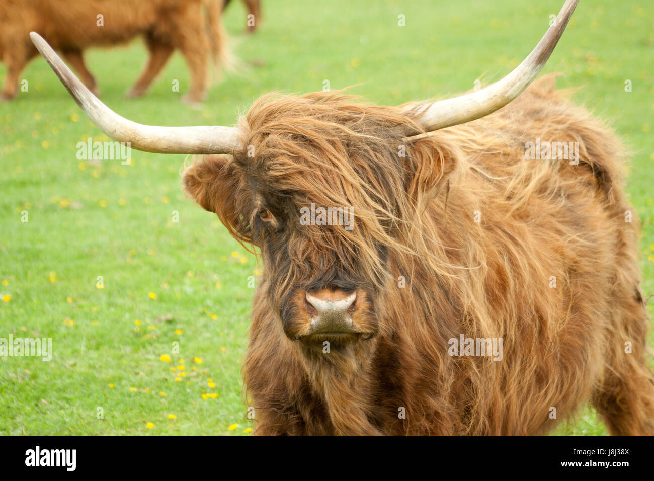 cornets, cow, cattle, calf, animals, pets, skin, brandenburg, offspring ...