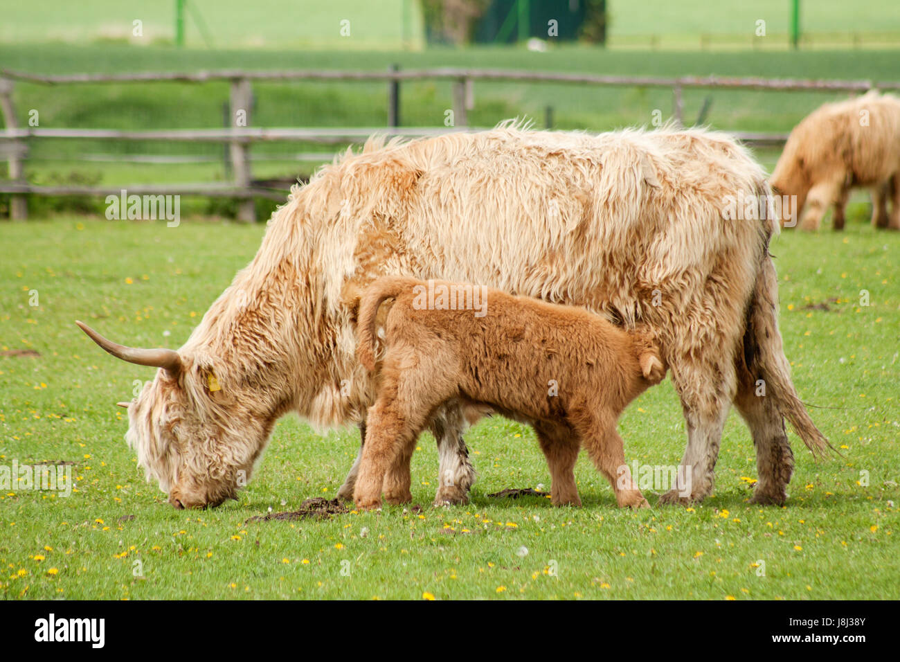 cornets, cow, cattle, calf, animals, pets, skin, brandenburg, offspring ...