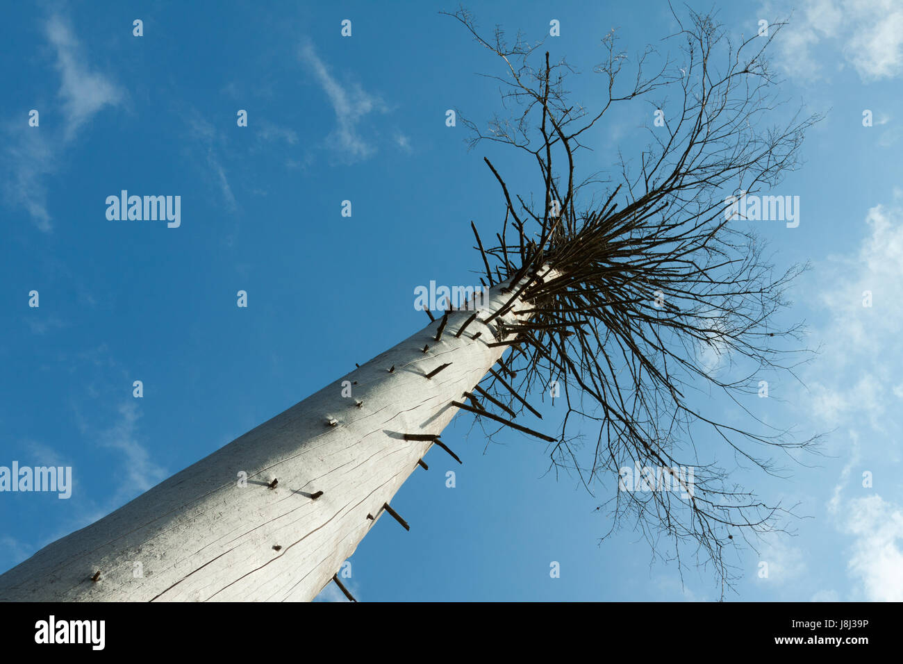 environment, enviroment, tree, sparse, stinted, dead, tree, trees ...