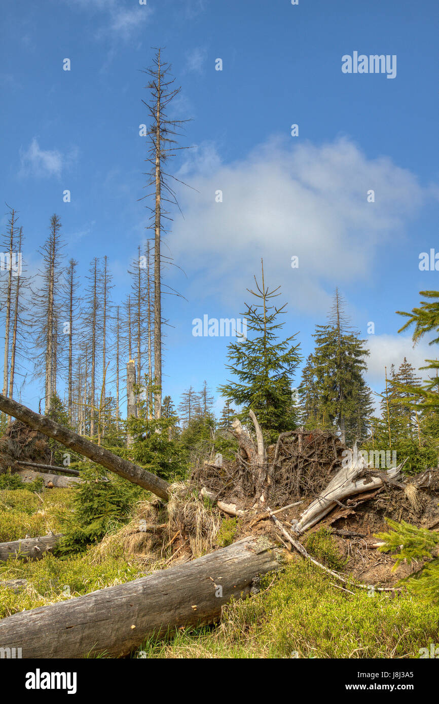 environment, enviroment, tree, trees, dead, forest, environment ...