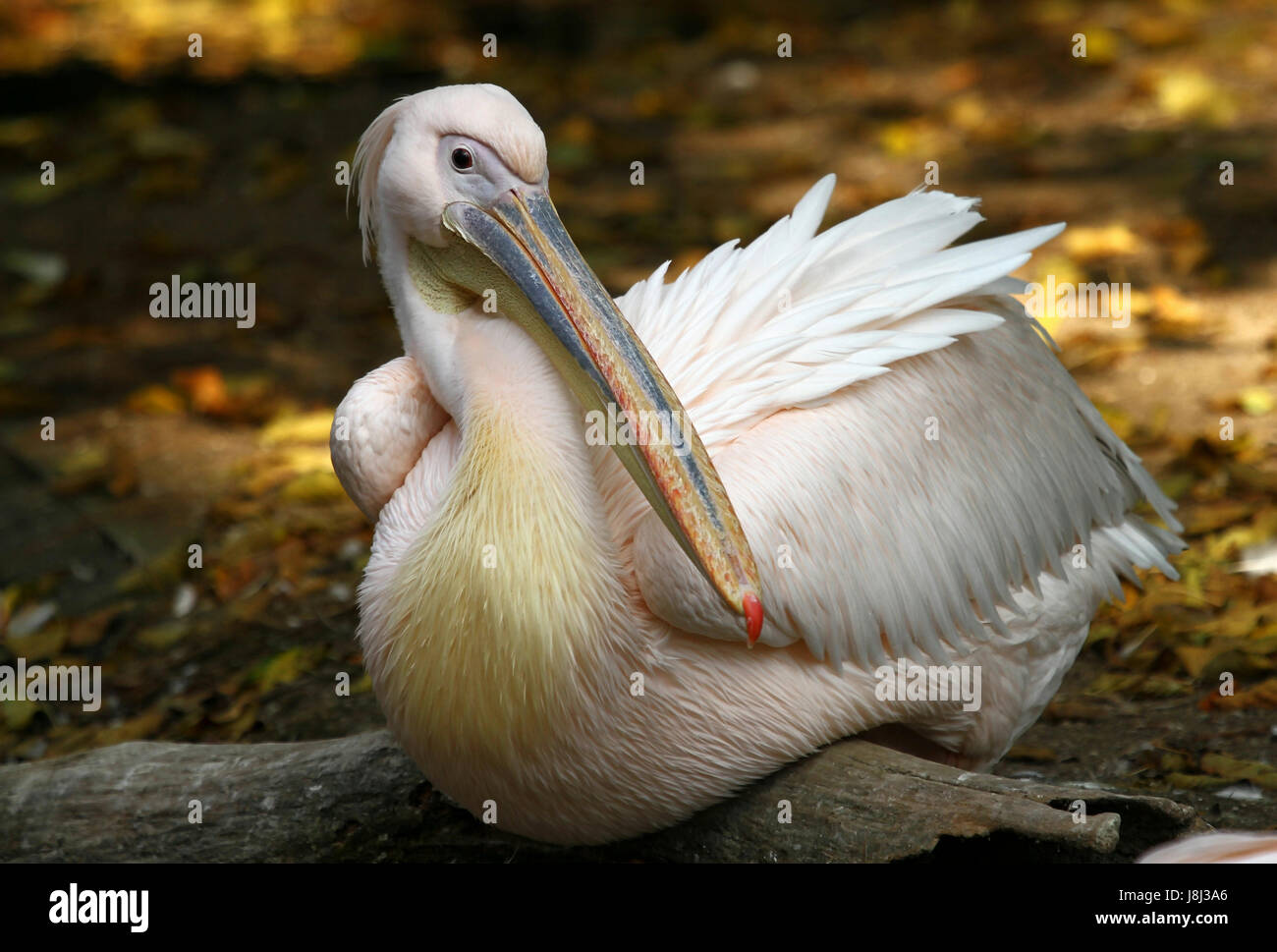 bird, birds, feathers, beak, exotic, feathering, pelican, put, sitting ...