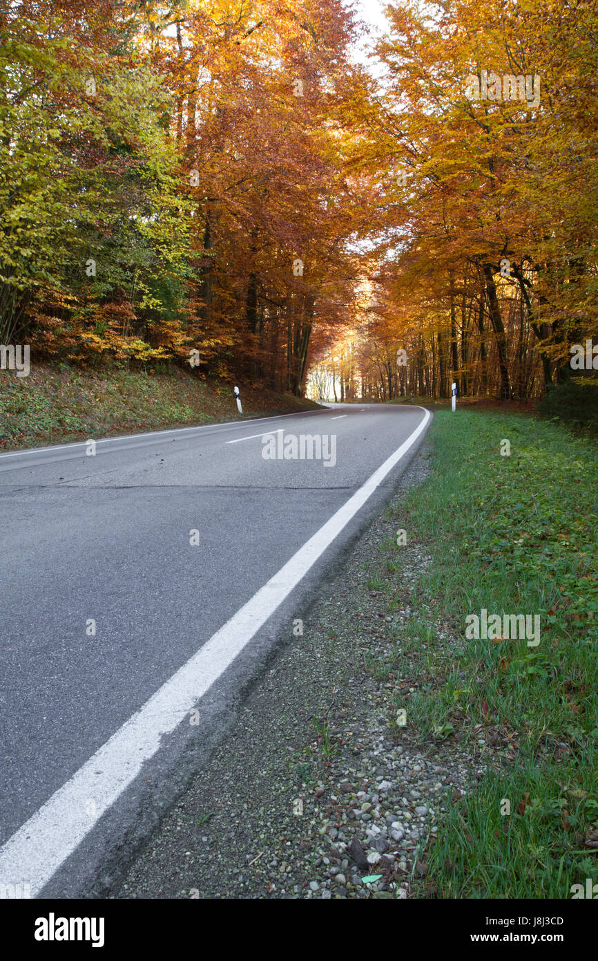 autumnal, street, road, fall, autumn, environment, enviroment, tree ...
