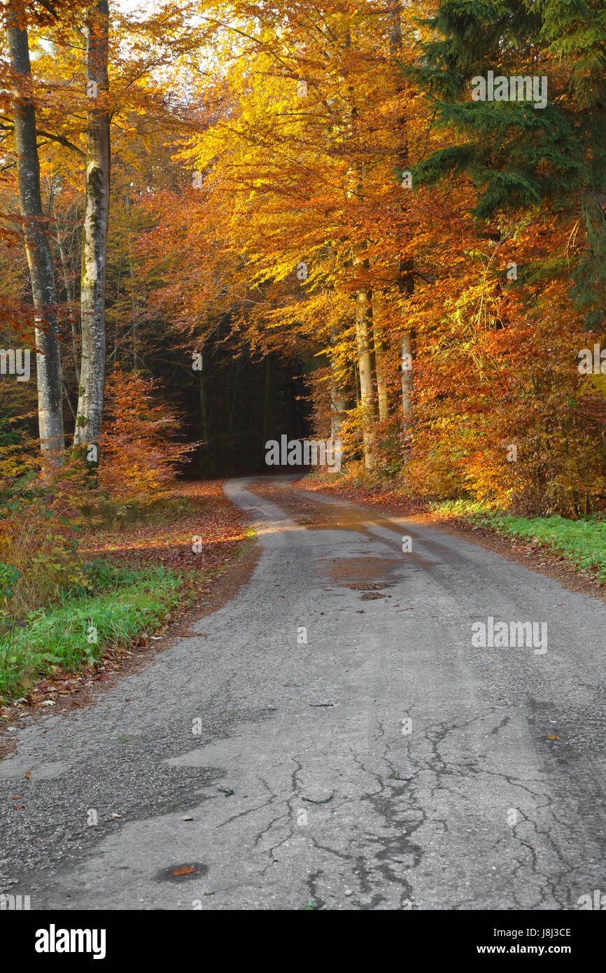 fall with brightly colored deciduous trees in bavaria Stock Photo - Alamy
