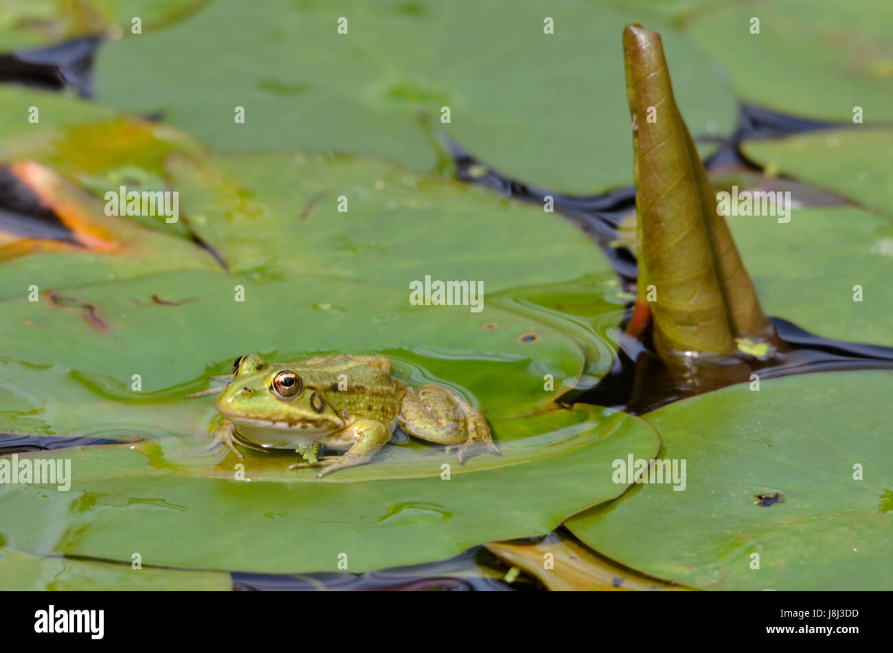 leaf, amphibian, frog, water lily, fresh water, pond, water, profile ...