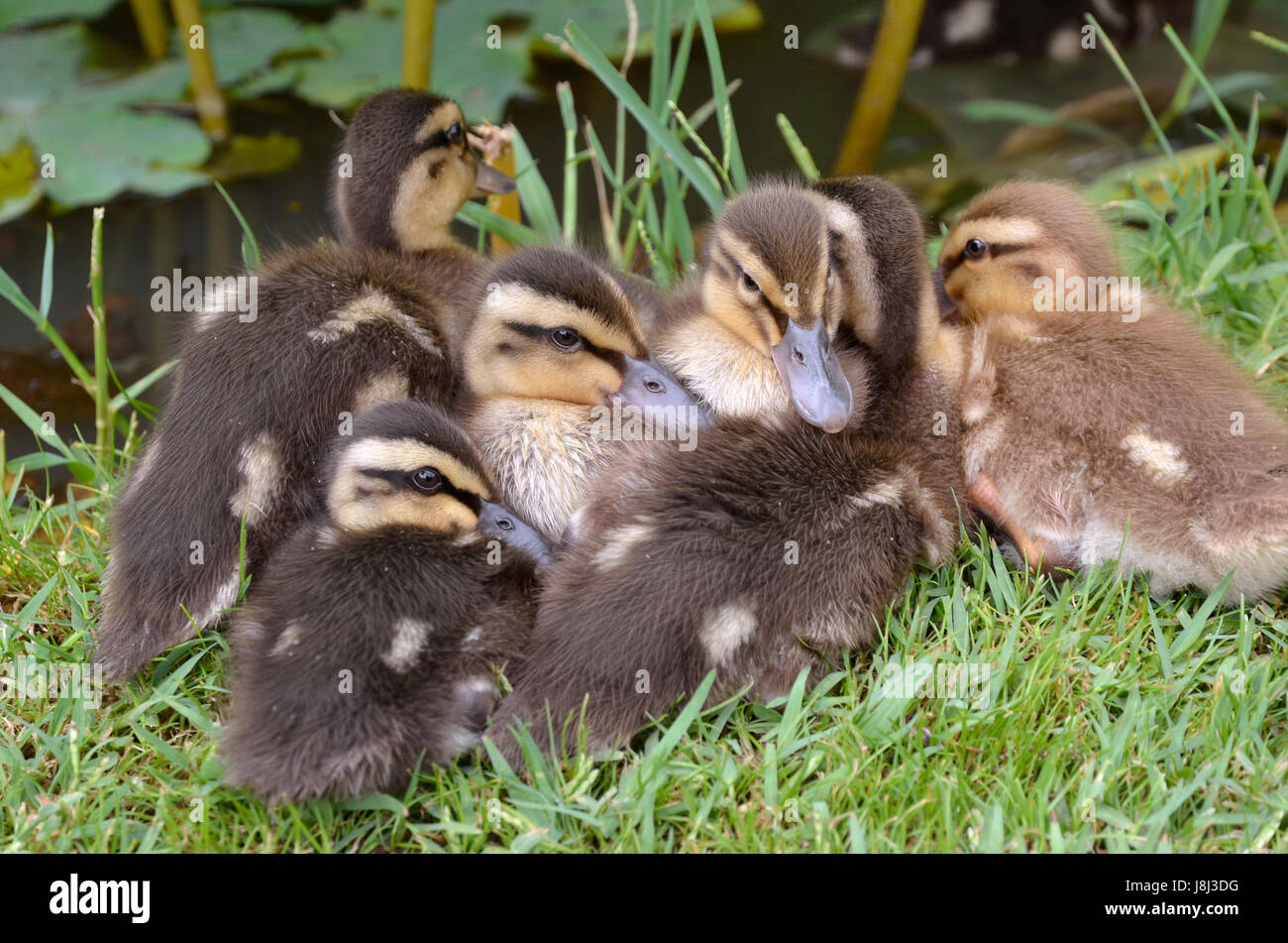 bird, small, tiny, little, short, duck, mallard, duckling, young ...
