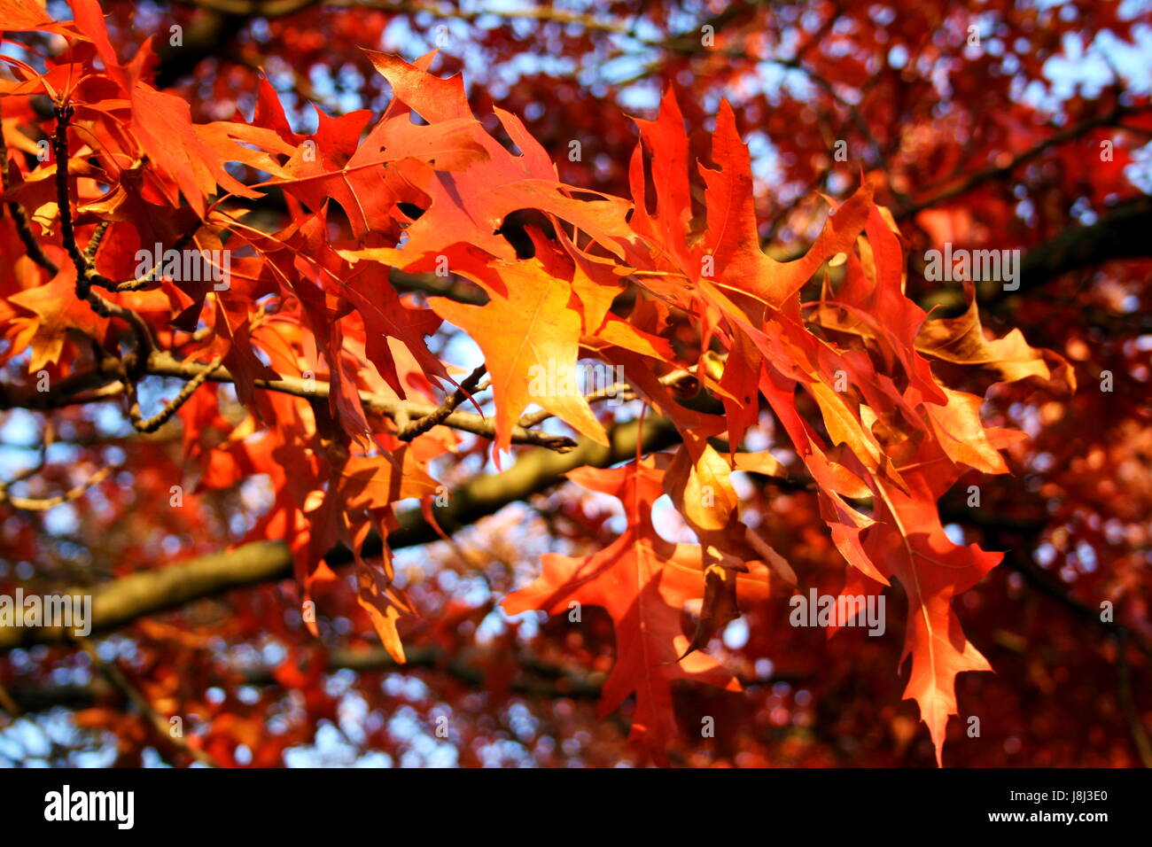leaf, tree, leaves, coloured, colourful, gorgeous, multifarious, richly ...