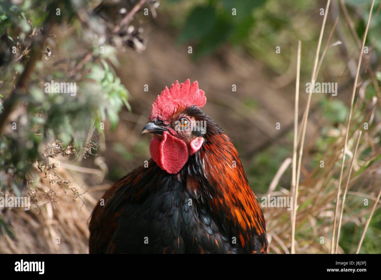 bird, agriculture, farming, birds, feathers, beak, farm, poultry, farm ...