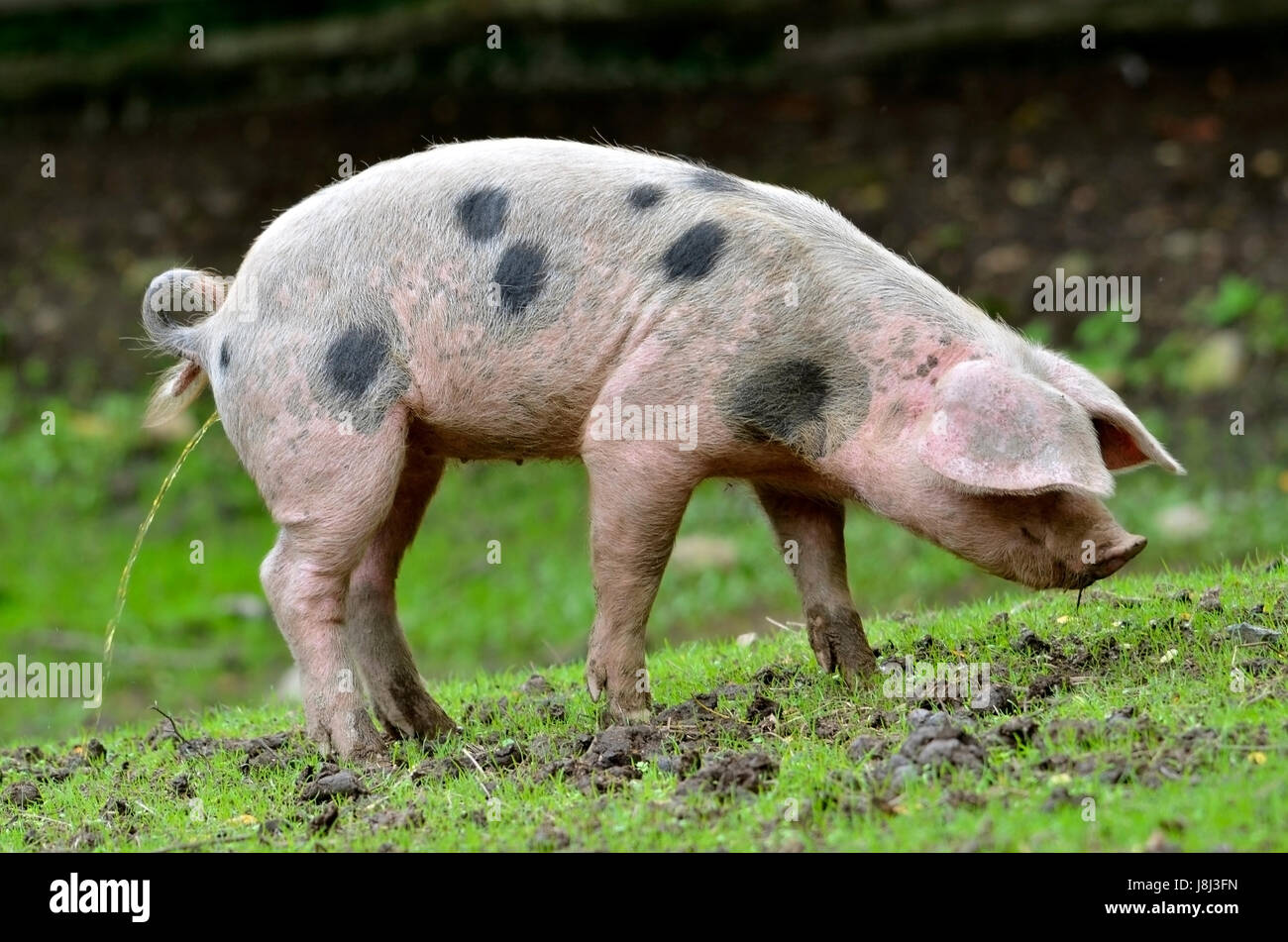 mammal, funny, sow, pork, pig, food, aliment, detail, comic, humour ...